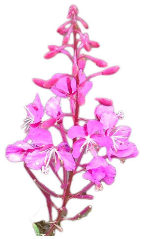 The Alabama Herbalist - About